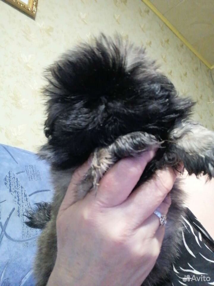 Щенки пекинесики