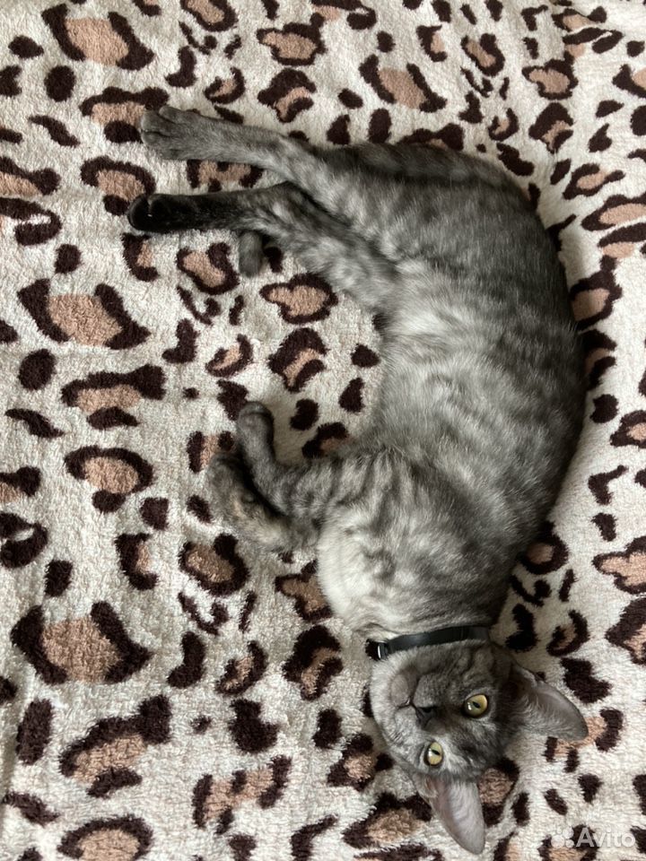 Котёнок (египетская мау)