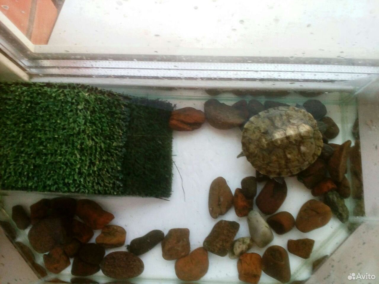 Черепаха красноухая