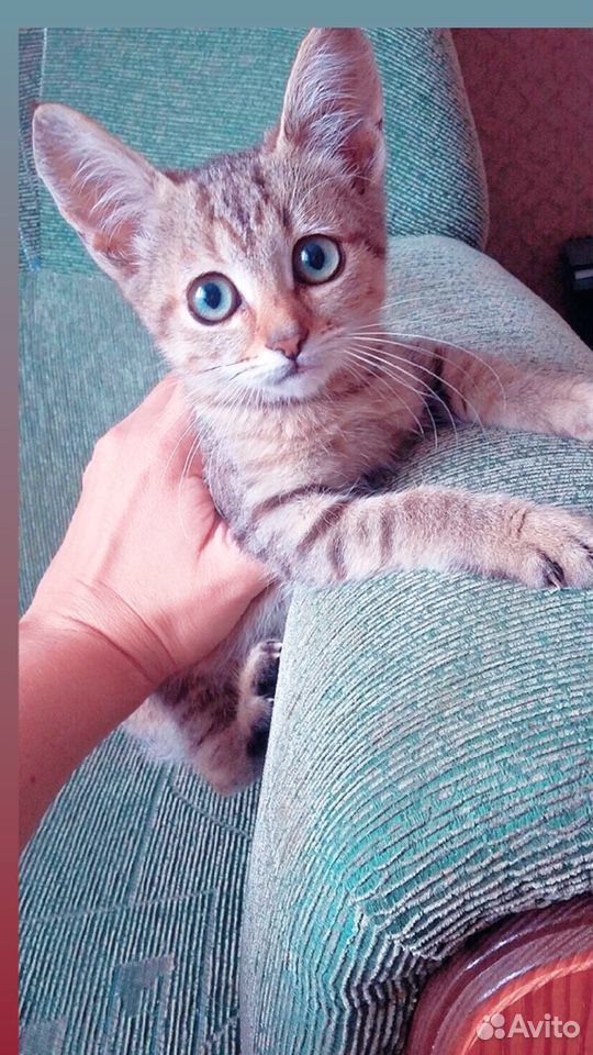 Котёнок с большущими ушами в дар