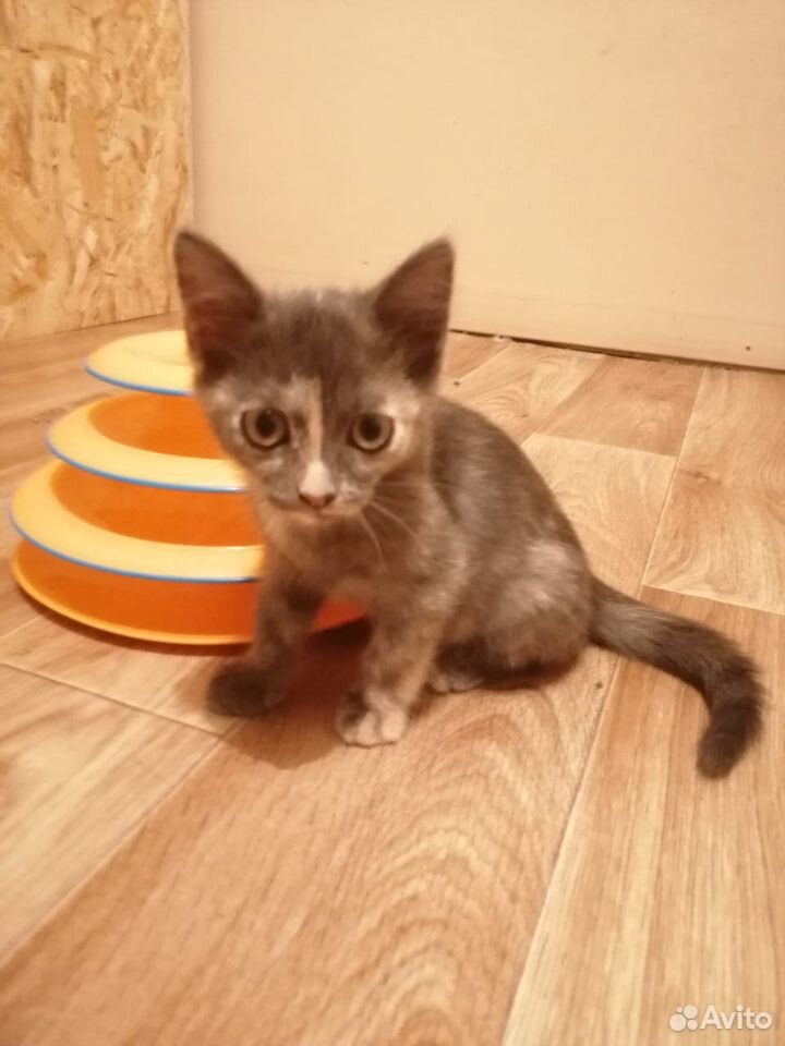 Котёнок Ягодка, девочка 2 месяца