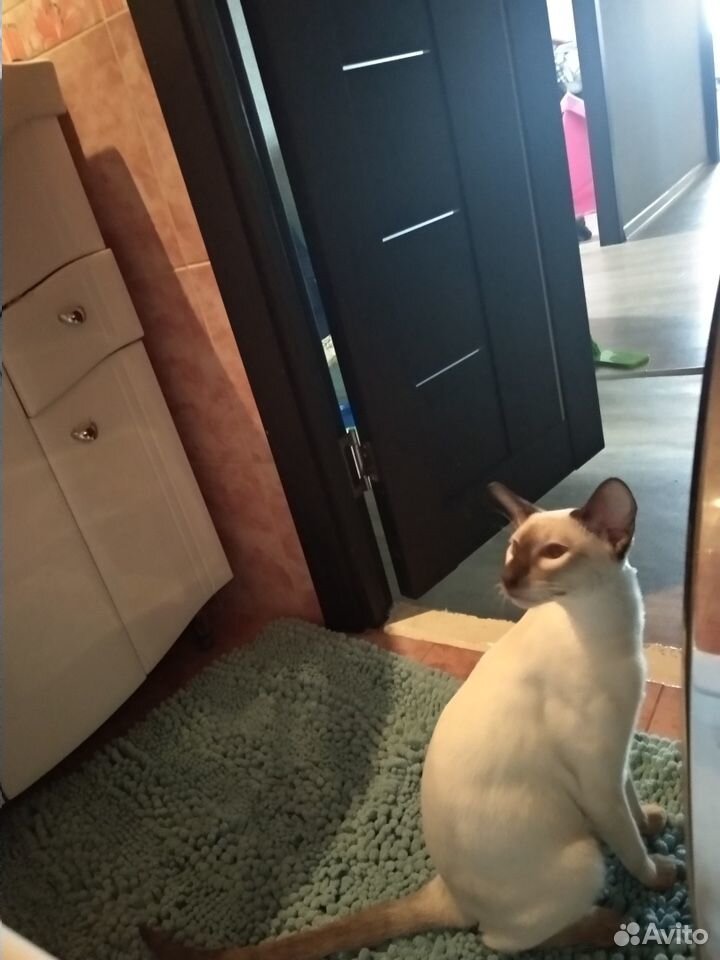 Кот ориентальный