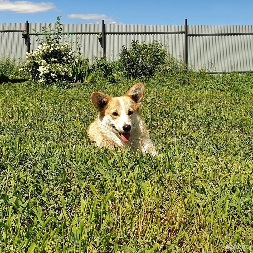 Корги пемброк мальчишка