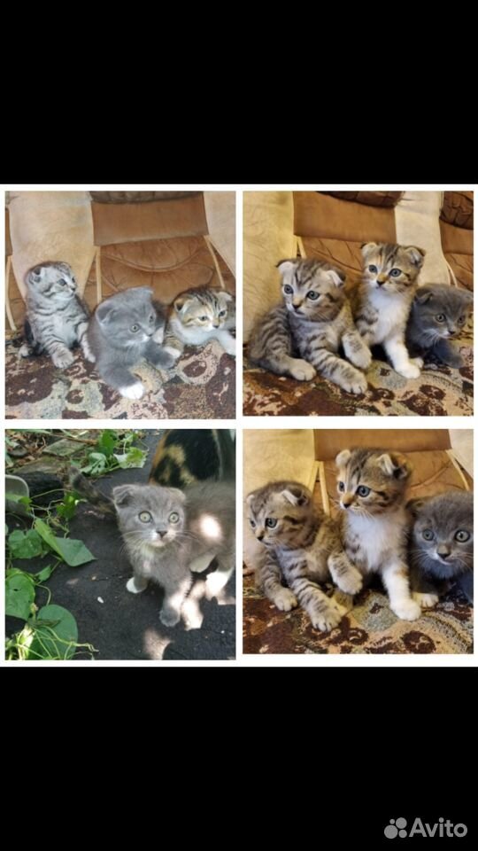 Подарю вислоухих котят