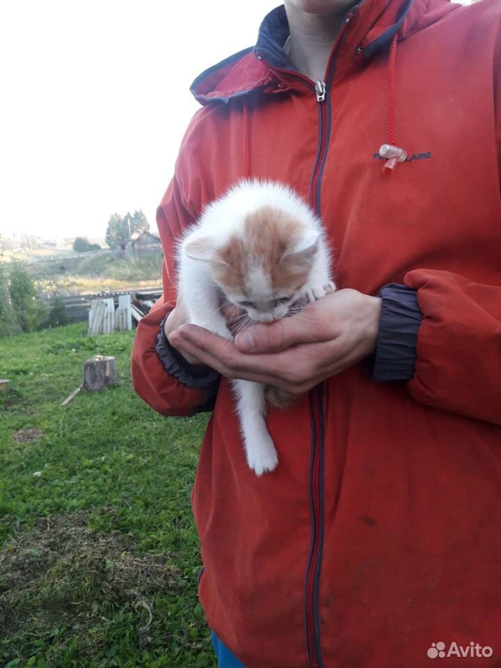 Котенок Лёня