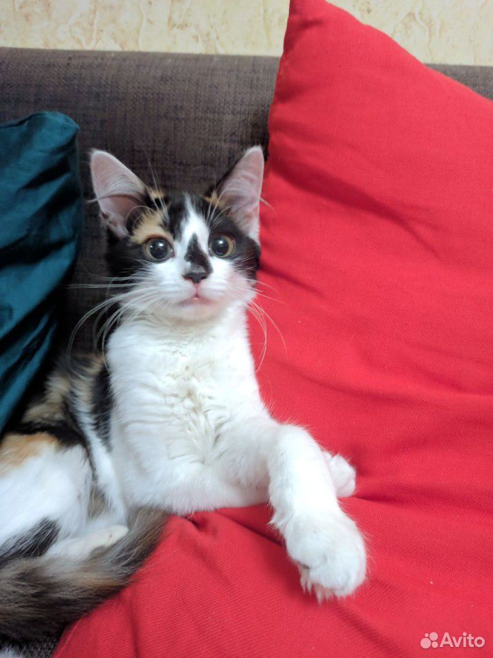 Котёнок трехцветный