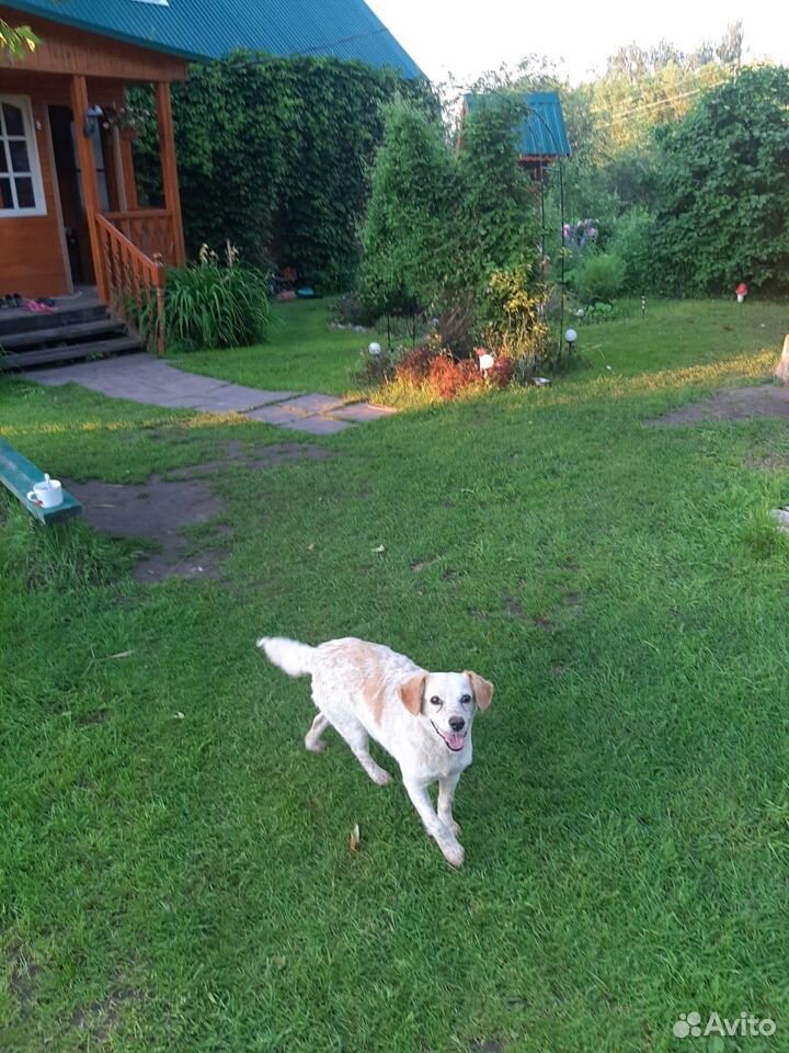 Собака,девочка,на вид ей 7 лет,гуляли и собака поя