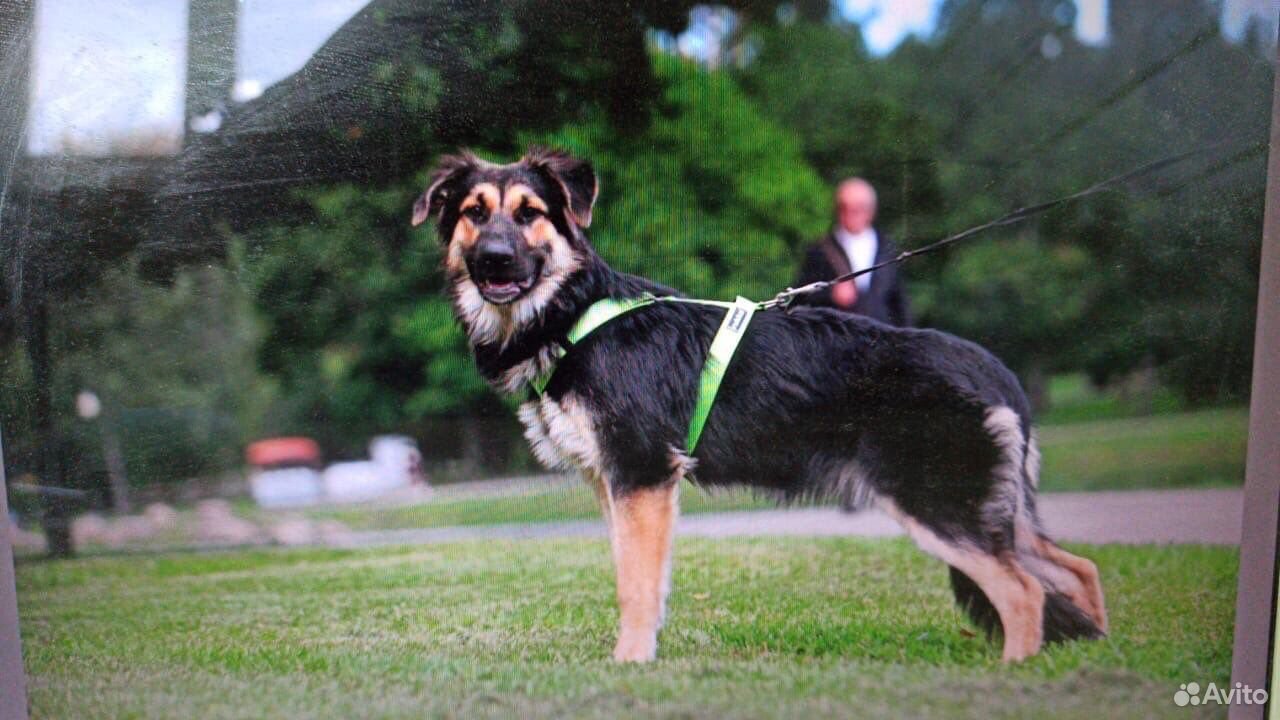 Щенок метис вео в добрые руки