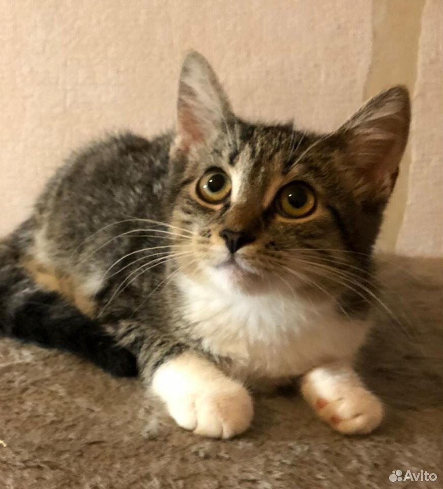 Котенок Рысенок