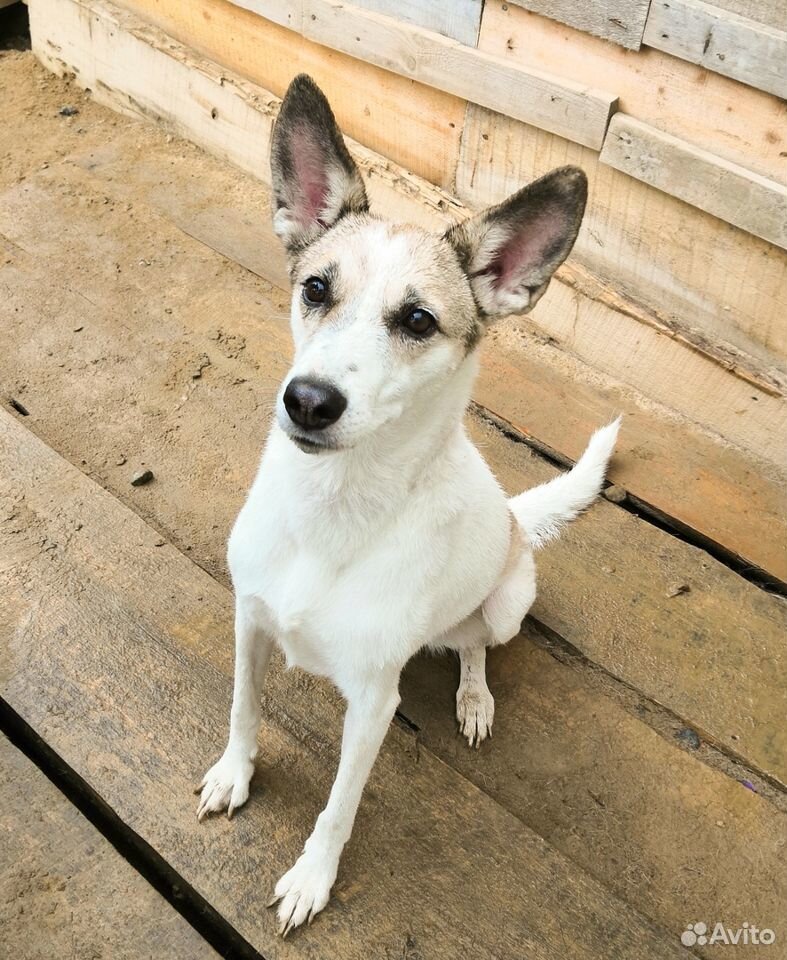 Красивая компактная собака