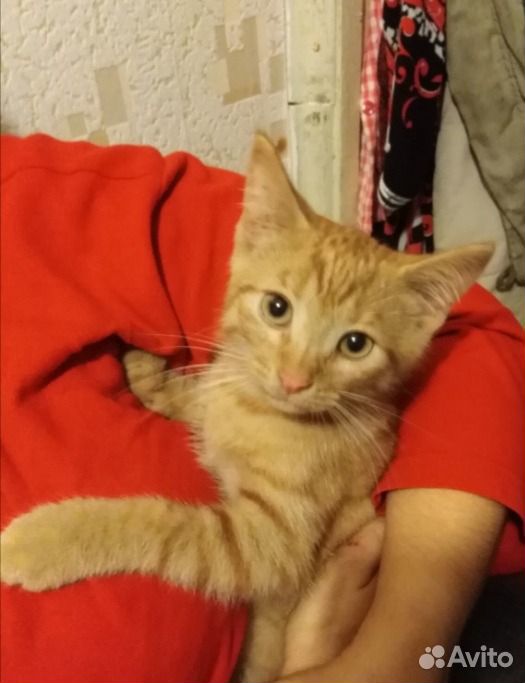 Котёнок -мальчик 2,5 месяца