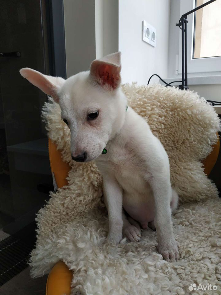 Щенок Боня, мальчик 3 месяца