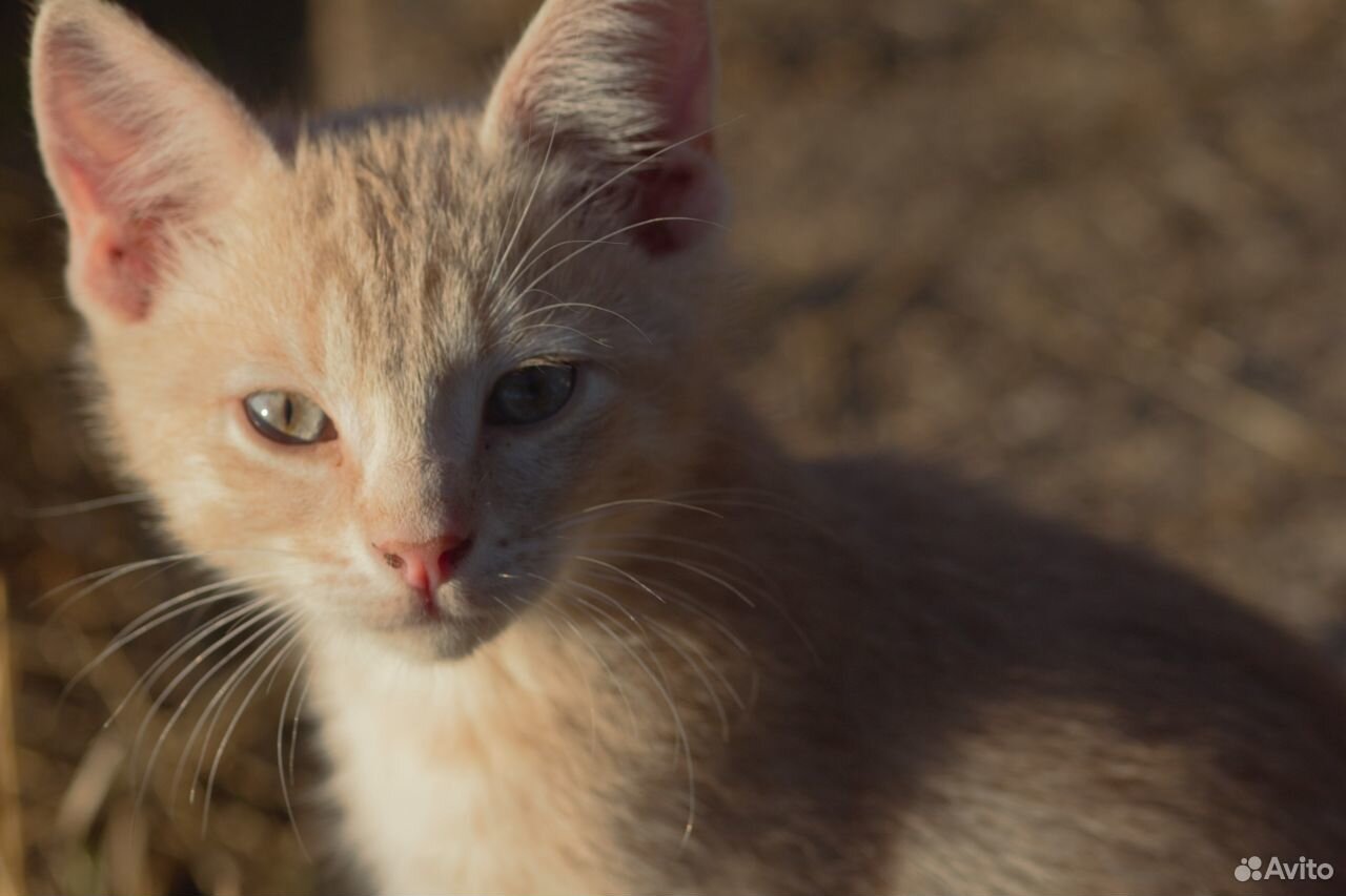Песочный котёнок Ай-Петри