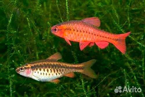 Вишнёвый барбус (самец)