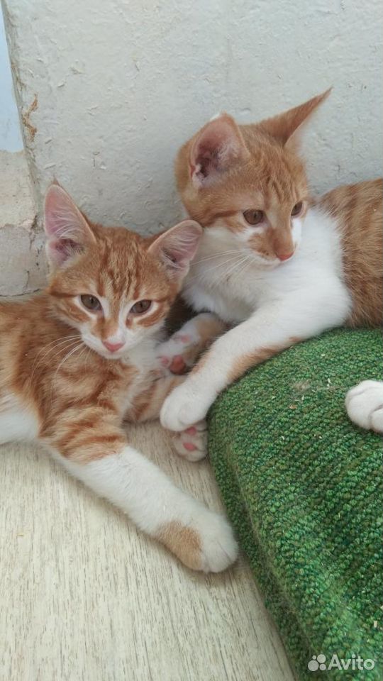 Другая порода