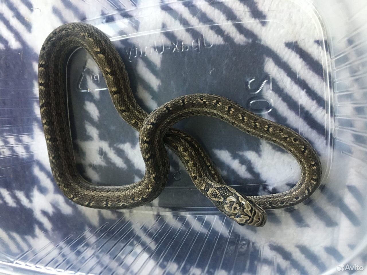 Узорчатый полоз