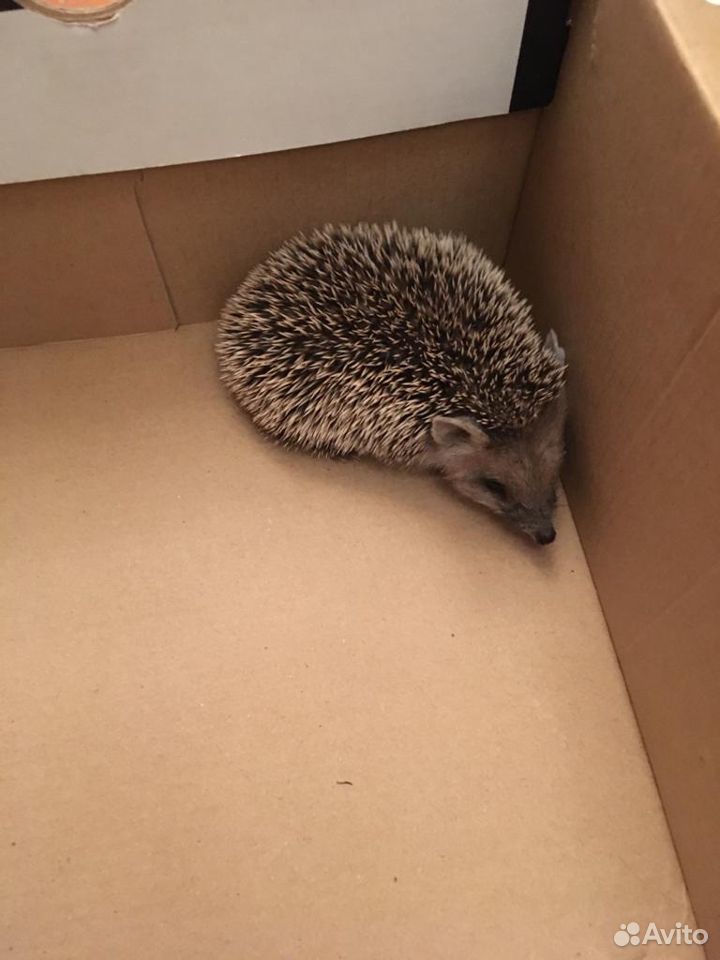 Ёжик бесплатно в добрые руки