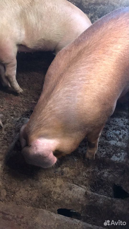 Свинки дюрок