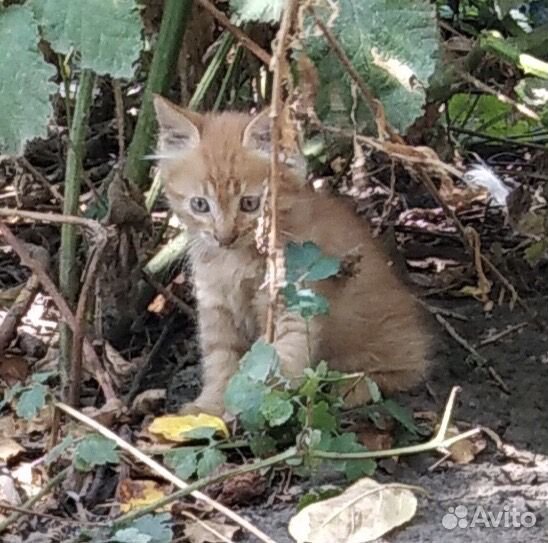 Отдаю котенка-рыжика