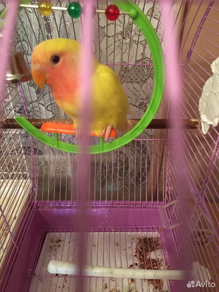 Попугай розовощекий неразлучник