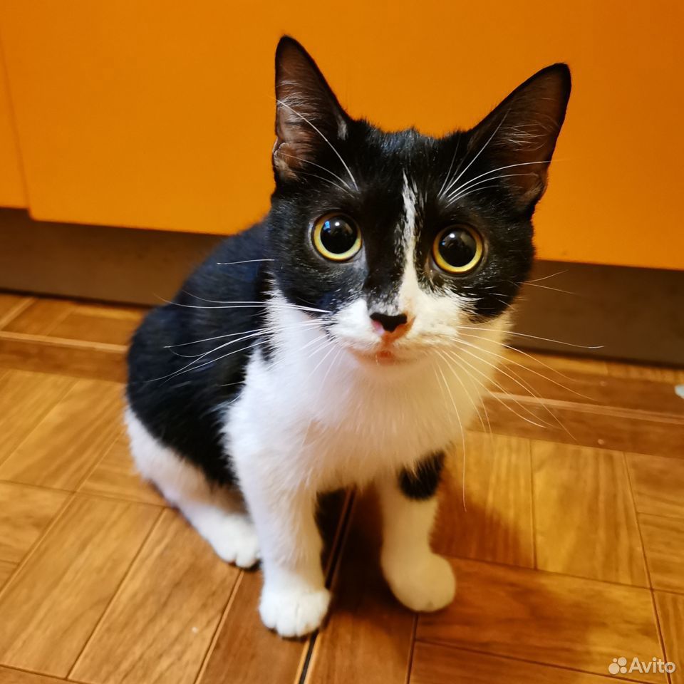 Котенок в смокинге