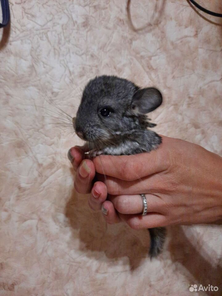 Шиншилла (шиншиллята)