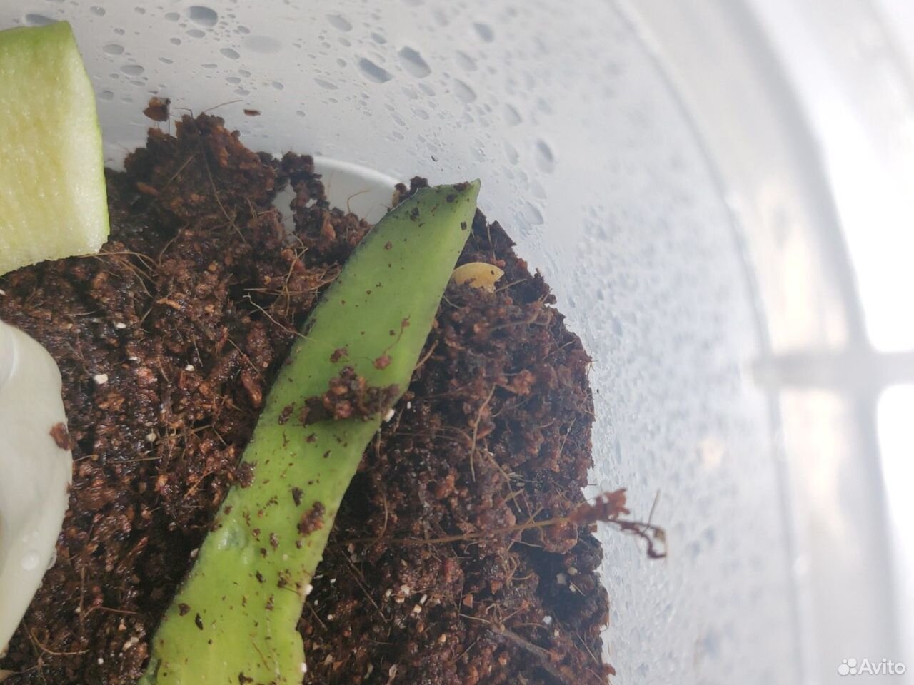 Ахатинская улитка