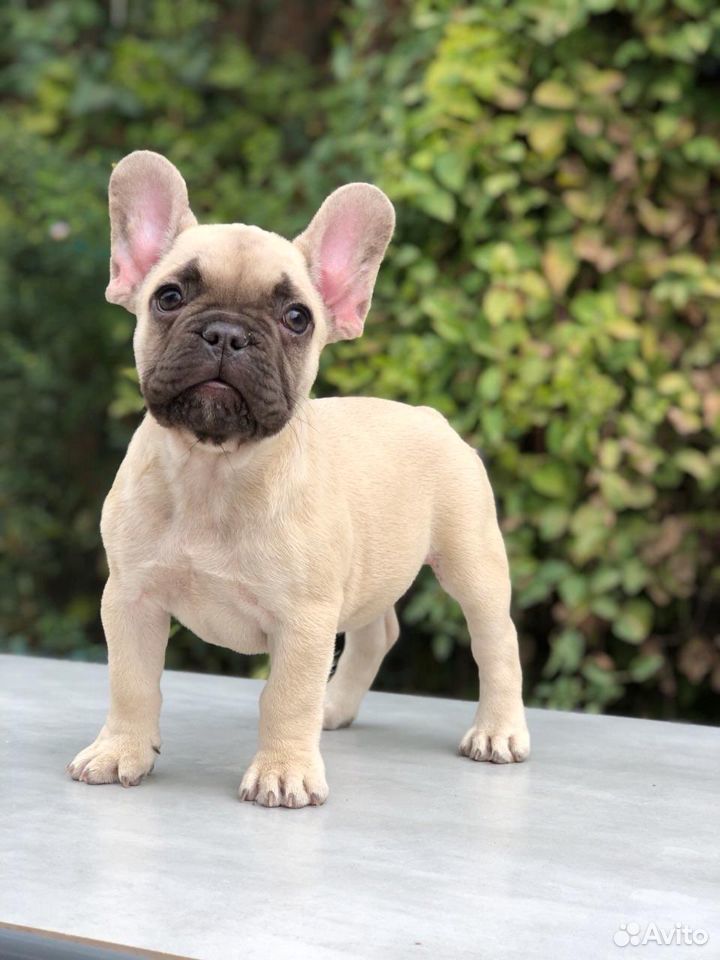 Красота страшная сила