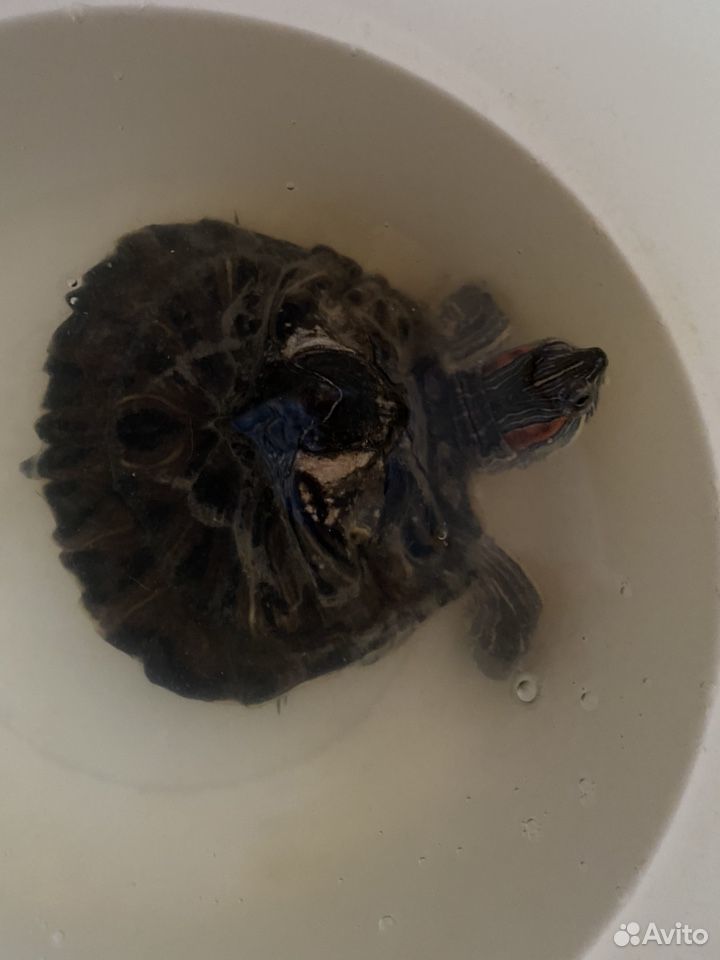 Черепаха и аквариум