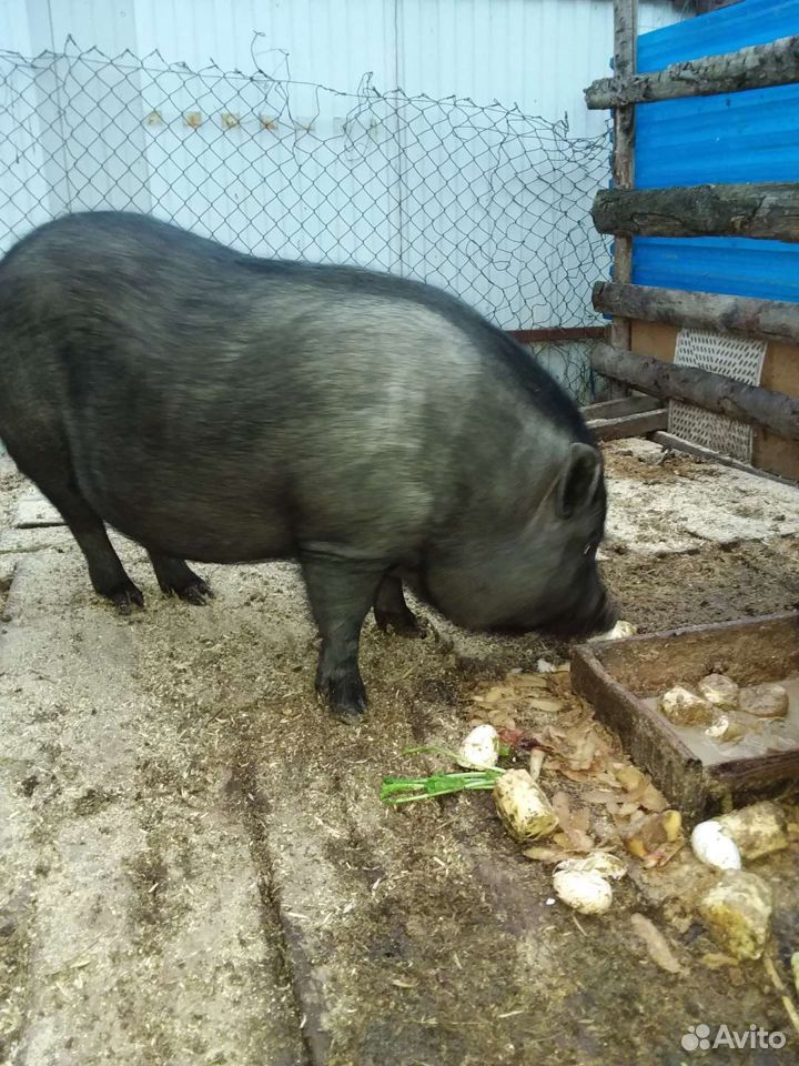 Вьетнамский вислобрюхий хряк