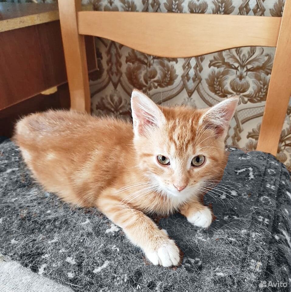 Котенок Эрик Рыжий 3 мес