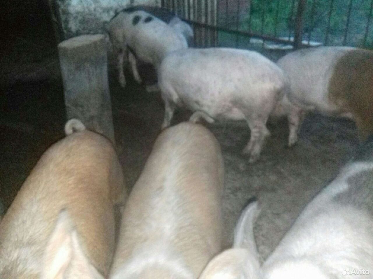 Свиньи на Племя, на Мясо, Свиноматки, Тёлочка