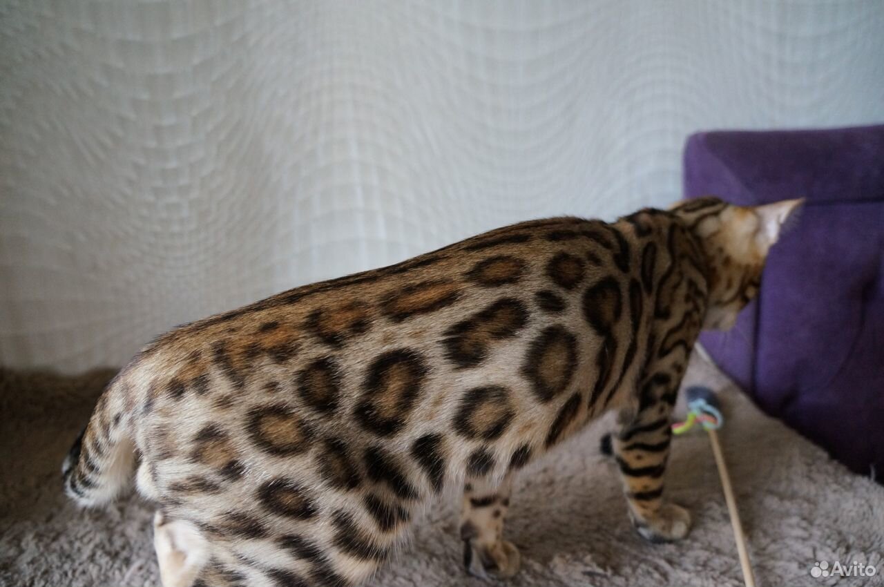 Самый сладкий и красивый бенгальчик