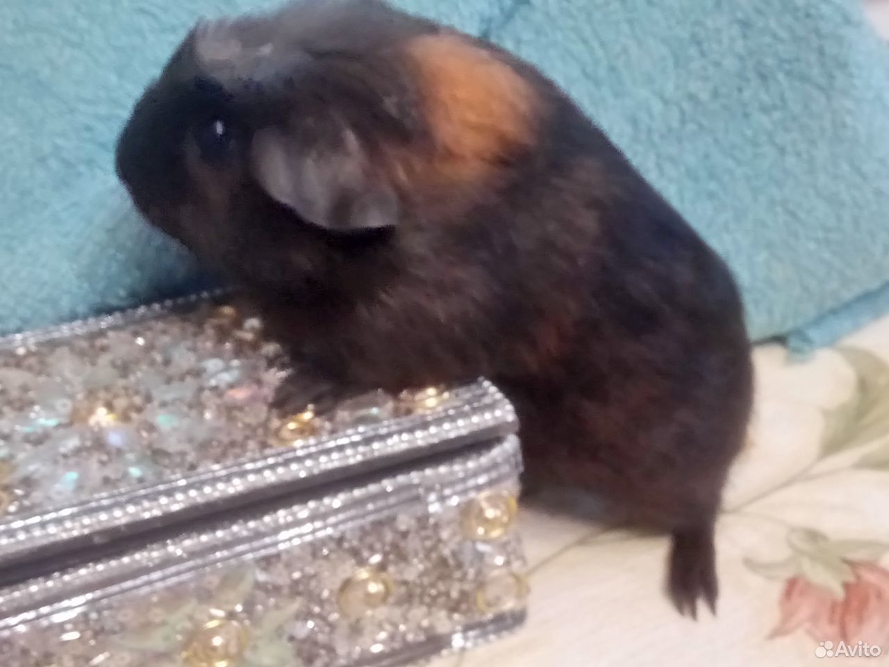 Морская свинка цветной английский крестед самочка