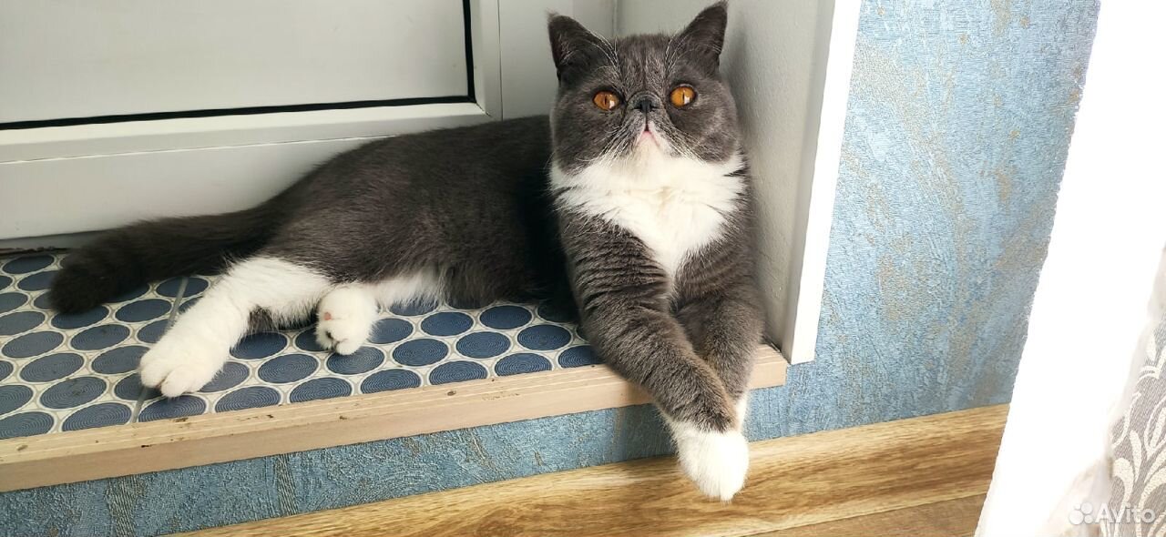 Снуп-кот ищет невесту