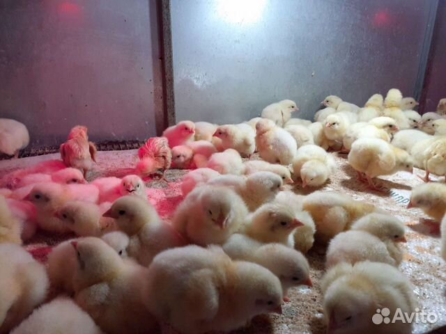 Цыплята бройлеры, несушки, индюшата