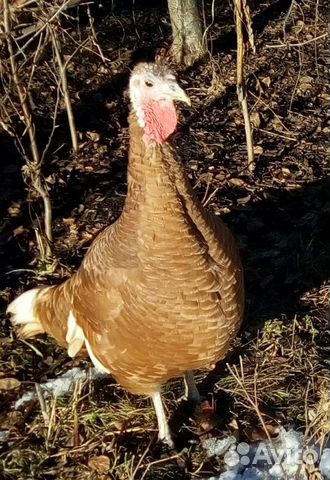 Индюки палевые