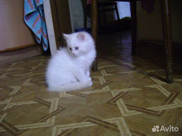 Невский Маскарадный