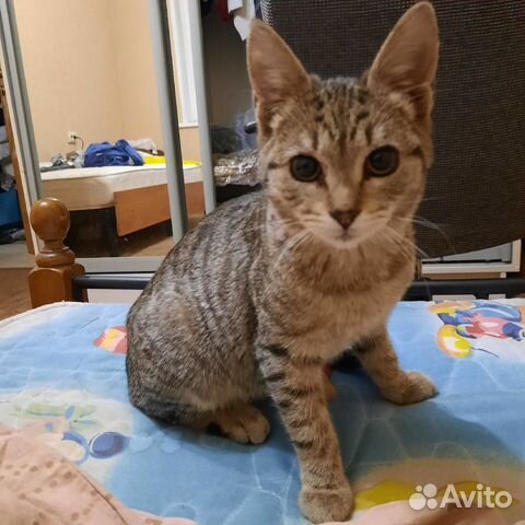 Кошечка полгодика в добрые руки