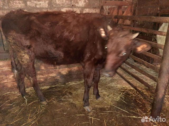 Корова черная после 3 отела 20л. белая после 1 16л