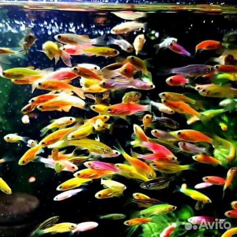 Данио Glo, тернеции, раки