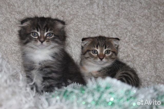 Новогодние котята