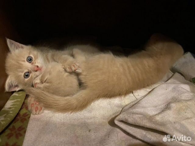 Котята от шотладской вислоухой