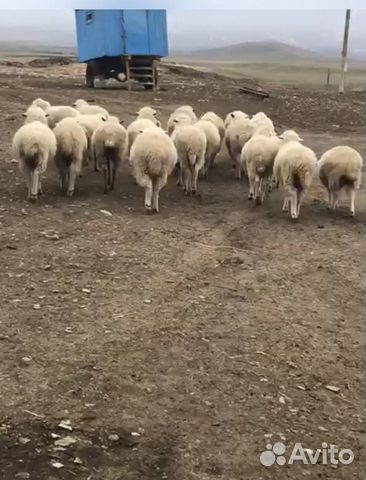 Матки яловые