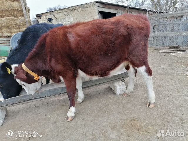 Первателка стельная