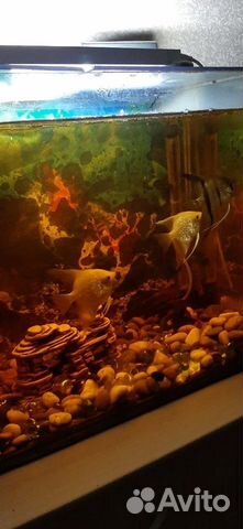 Аквариум с рыбками