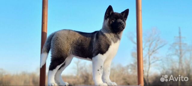 Девочка американка