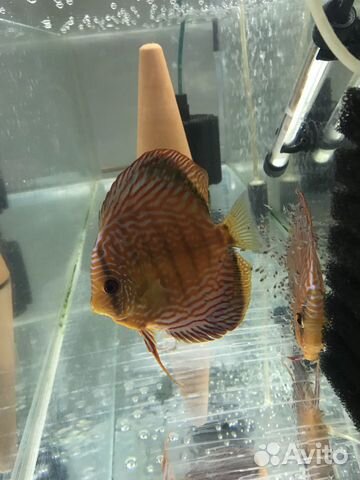 Рыба дискусы туркис