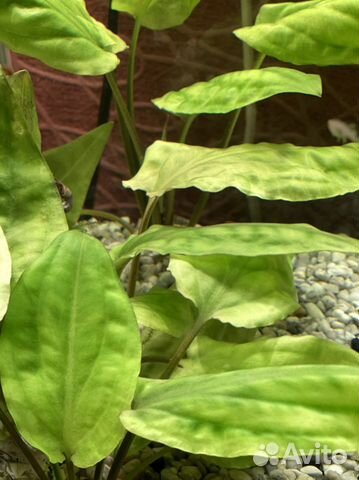 Эхинодорус горизонтальный для аквариума