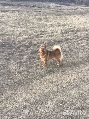 Карелофинская лайка